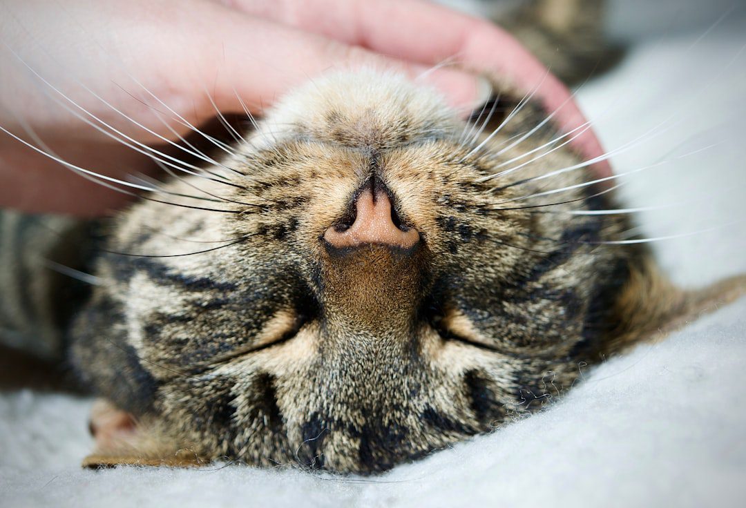 The Key to Contentment: The Secret of Being Content in All Circumstances